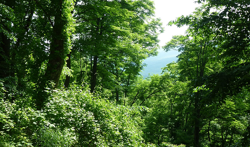 Save Bugoma Forest Extinction – Uganda Today News