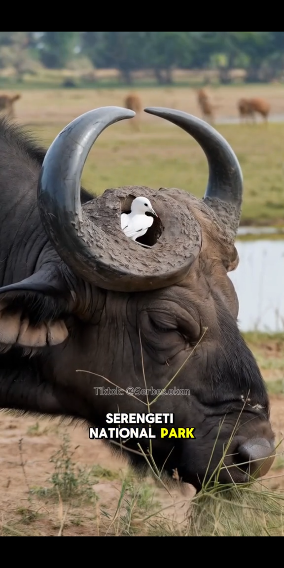 The Mysterious Horn-bird: Serengeti’s Hidden Marvel of Symbiosis ...