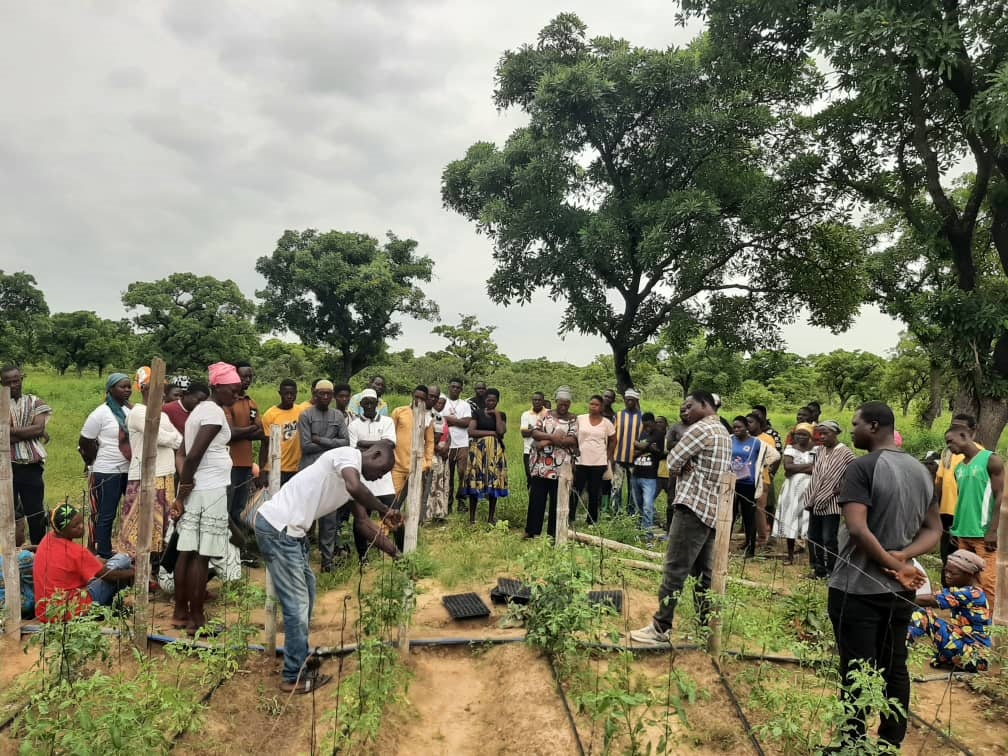 Demeter Ghana Trains 100 Farmers in Tomato Cultivation: A Model Uganda ...